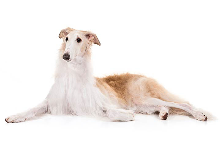 Which Dog Breed Lasts Longest